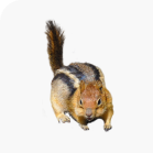 Chipmunk Control Products | Ecopest Store